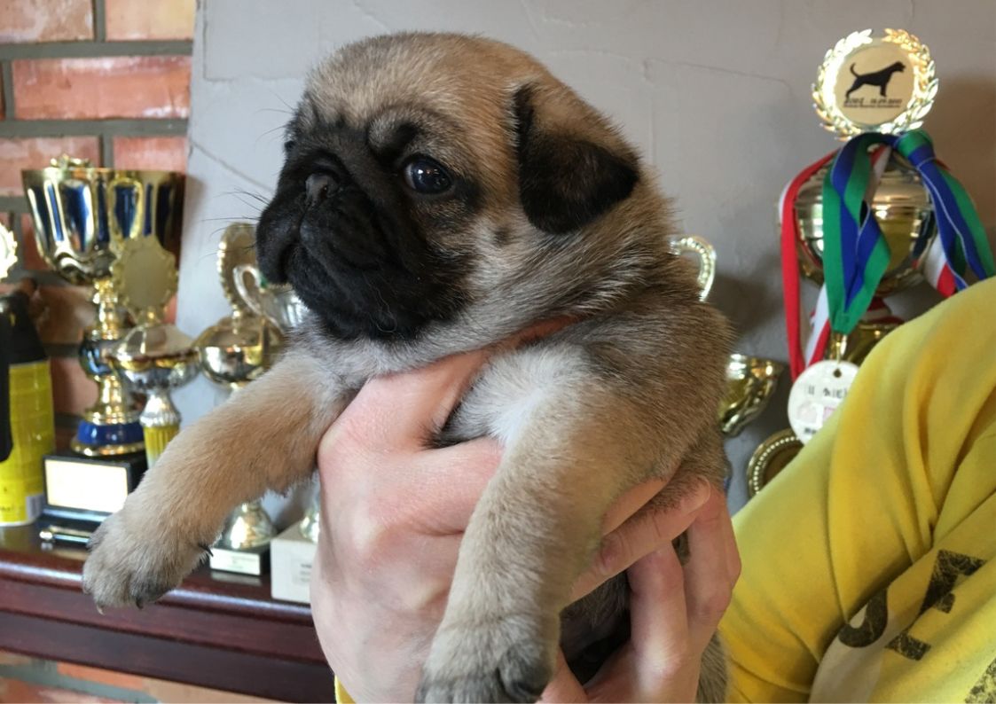 Zdjęcia miotu mopsów listopad 2022- Marisol MOMO FCI